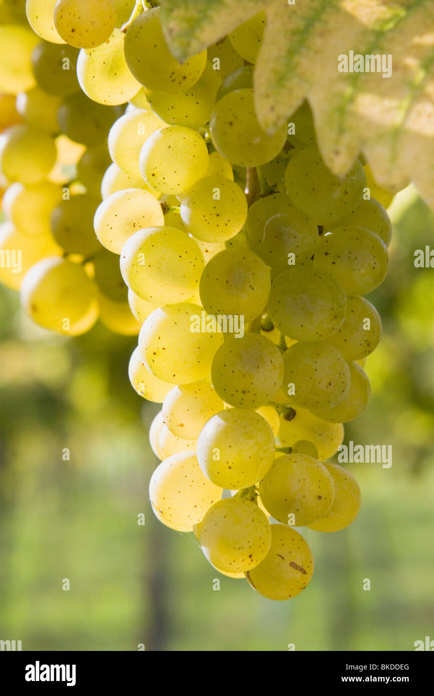 White alcoholic drink wines hi-res stock photography and images - Alamy