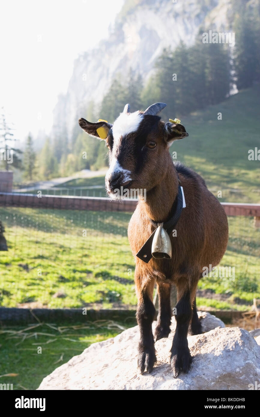Goat Kid, Bad Goisern, Salzkammergut, Austria Stock Photo - Alamy