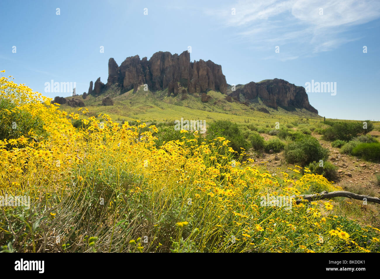 Yellow wildflowers bloom in front of Superstition Mountains desert in ...
