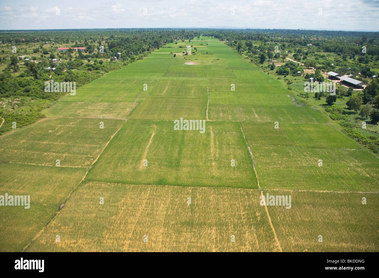 Rice Fields, Siem Reap, Cambodia Stock Photo - Alamy