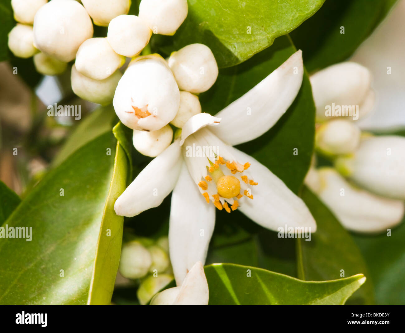 new orange blossoms in the spring Stock Photo - Alamy