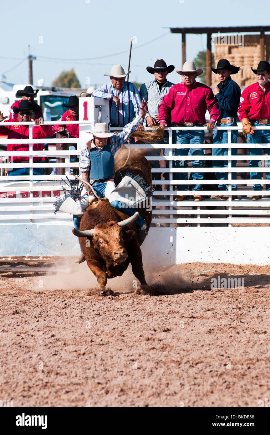 a cowboy competes in the bull riding event during the O'Odham Tash all ...