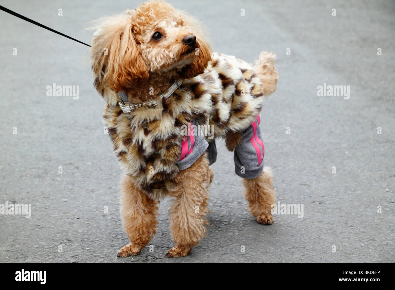 Multiple pose dog hi-res stock photography and images - Alamy