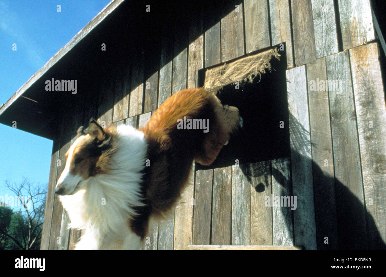 Lassie film movie hi-res stock photography and images - Alamy
