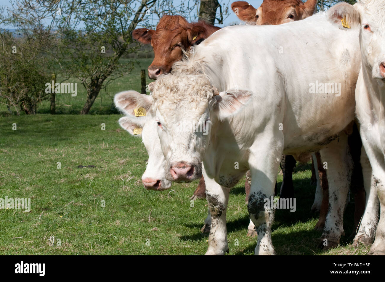 Charolais cattle on a farm in Nunnington, North Yorkshire, UK Stock ...