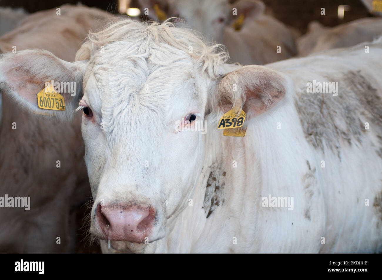 Nunnington farm hi-res stock photography and images - Alamy