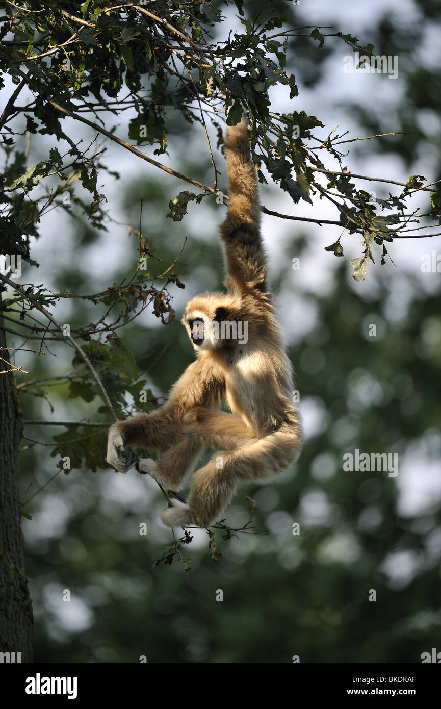 Gibbon swinging tree hi-res stock photography and images - Alamy