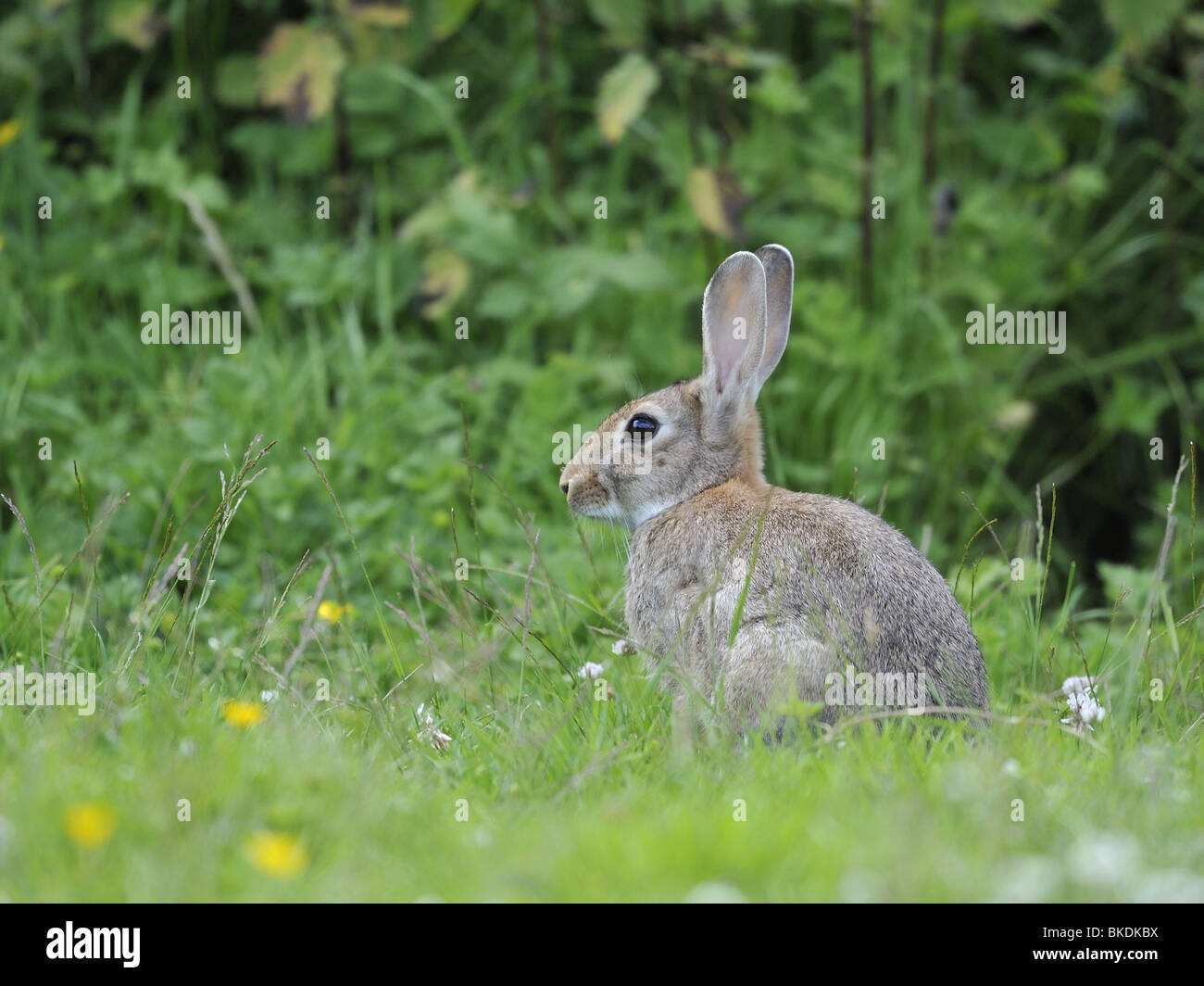European rabbit sitting in a clearing Stock Photo - Alamy