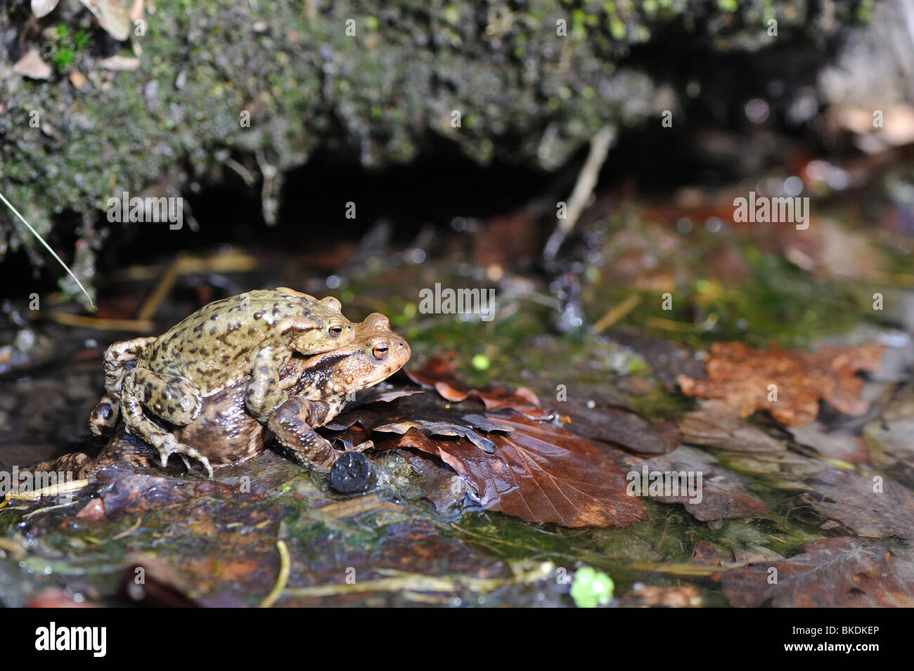 Reproduction of common toads hi-res stock photography and images - Alamy