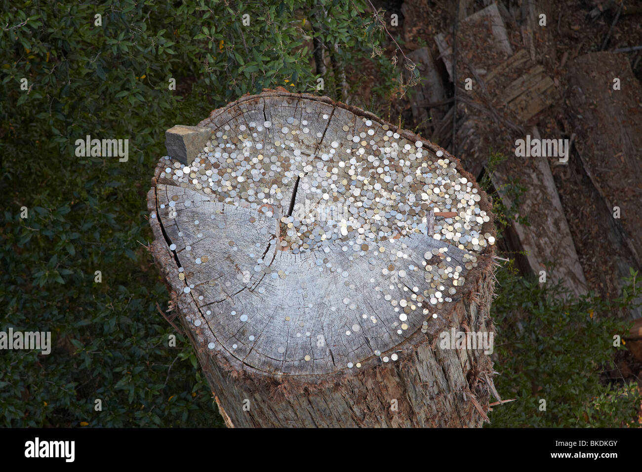 Money tree hi-res stock photography and images - Alamy