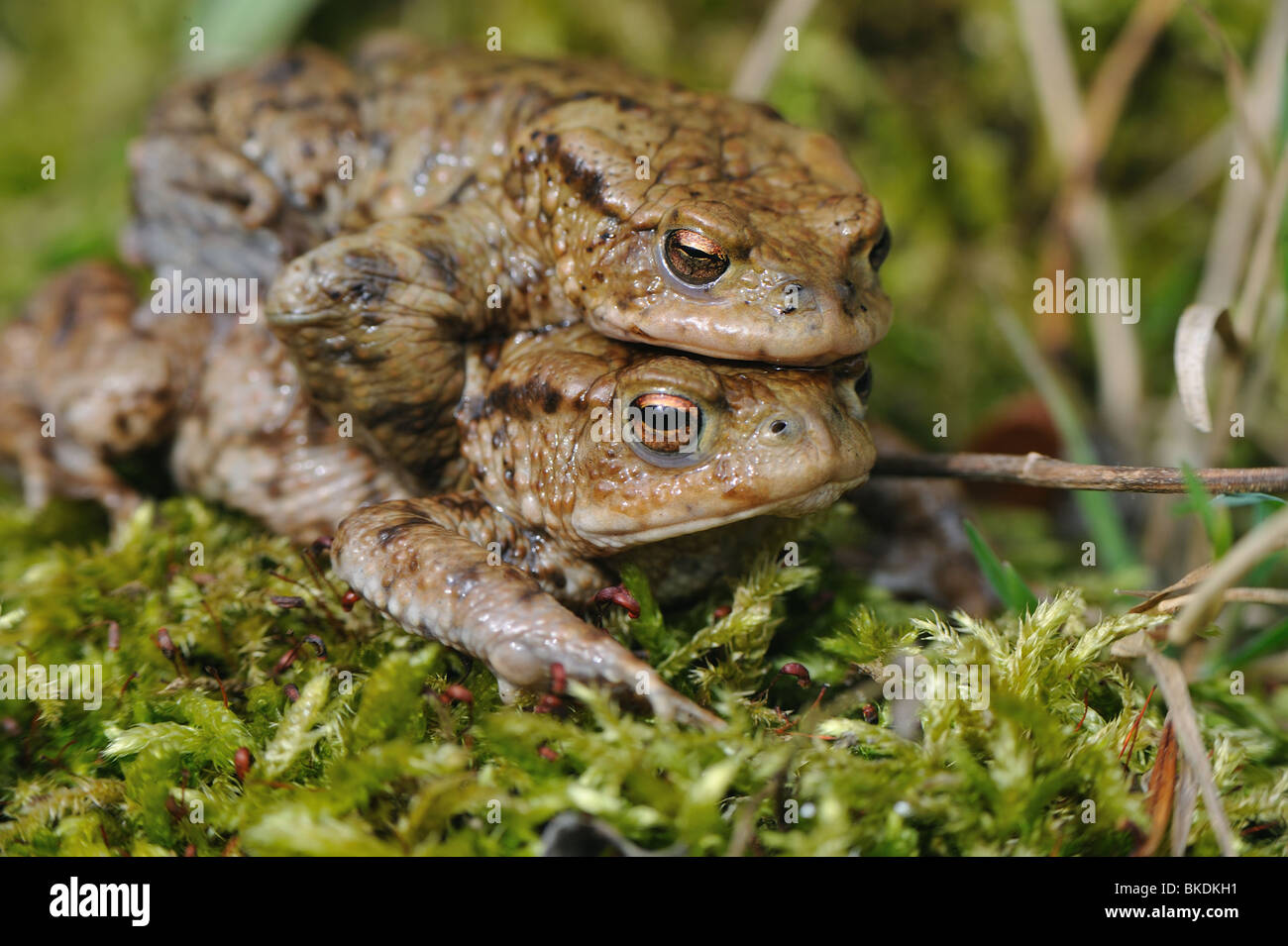 European toad bufo bufo couple mating hi-res stock photography and ...