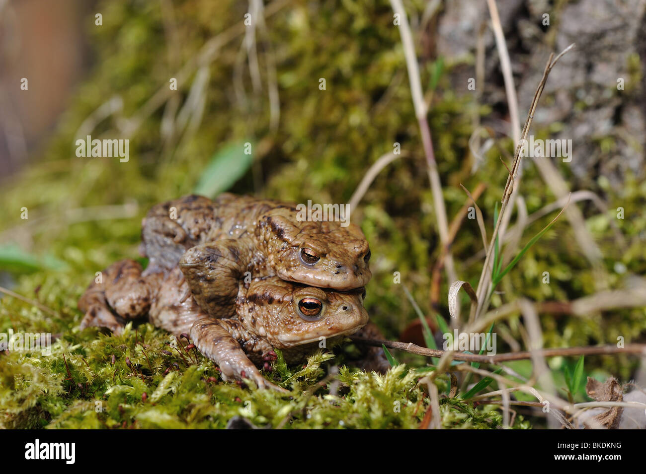 Couple of european toads mating on the way to the pond Stock Photo - Alamy