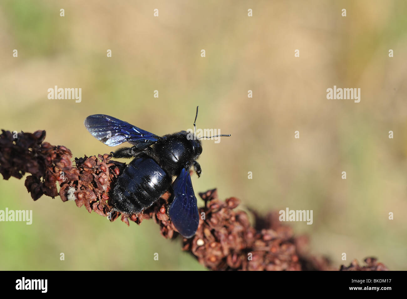 Violet carpenter bee hi-res stock photography and images - Alamy