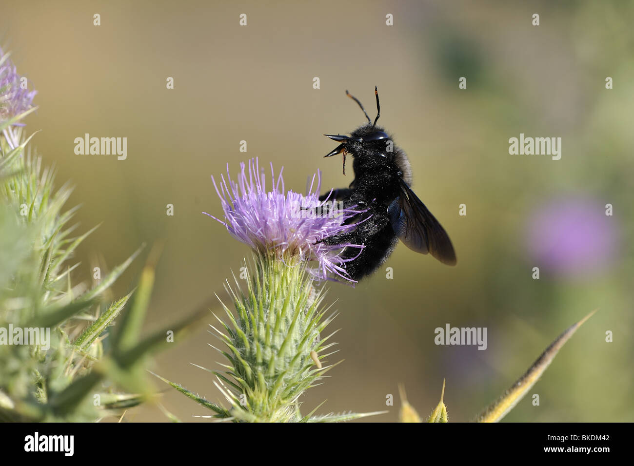 Violet carpenter bee hi-res stock photography and images - Alamy