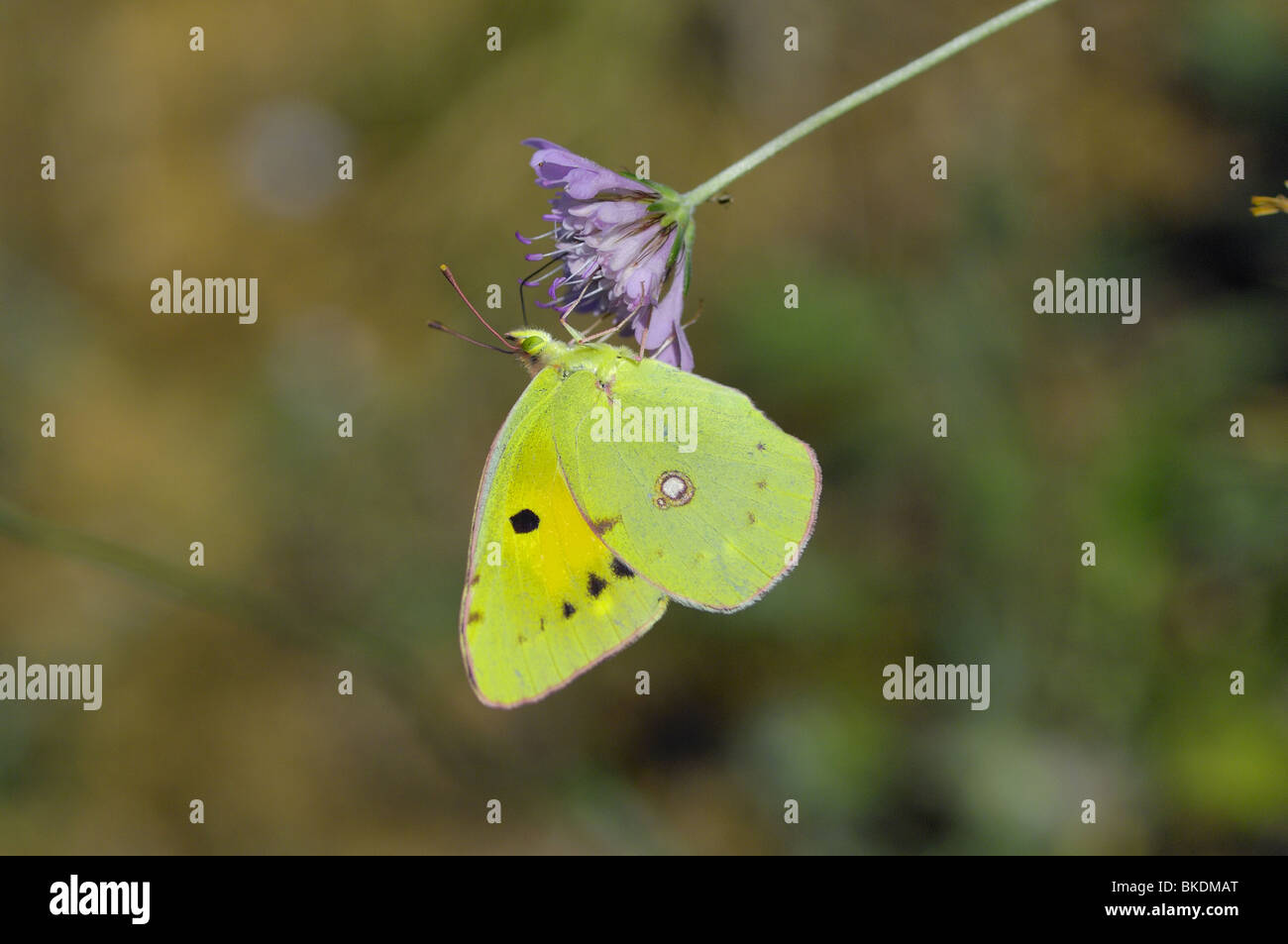 Clouded yellow butterfly wings closed on scabieusa flower in Provence ...