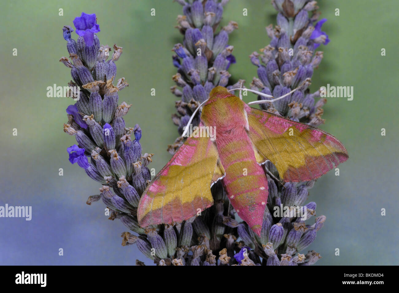 Elephant hawk moth hi-res stock photography and images - Alamy