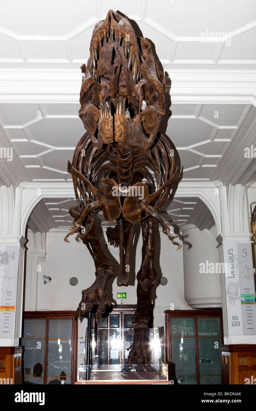 Tyrannosaurus rex fossil hi-res stock photography and images - Alamy