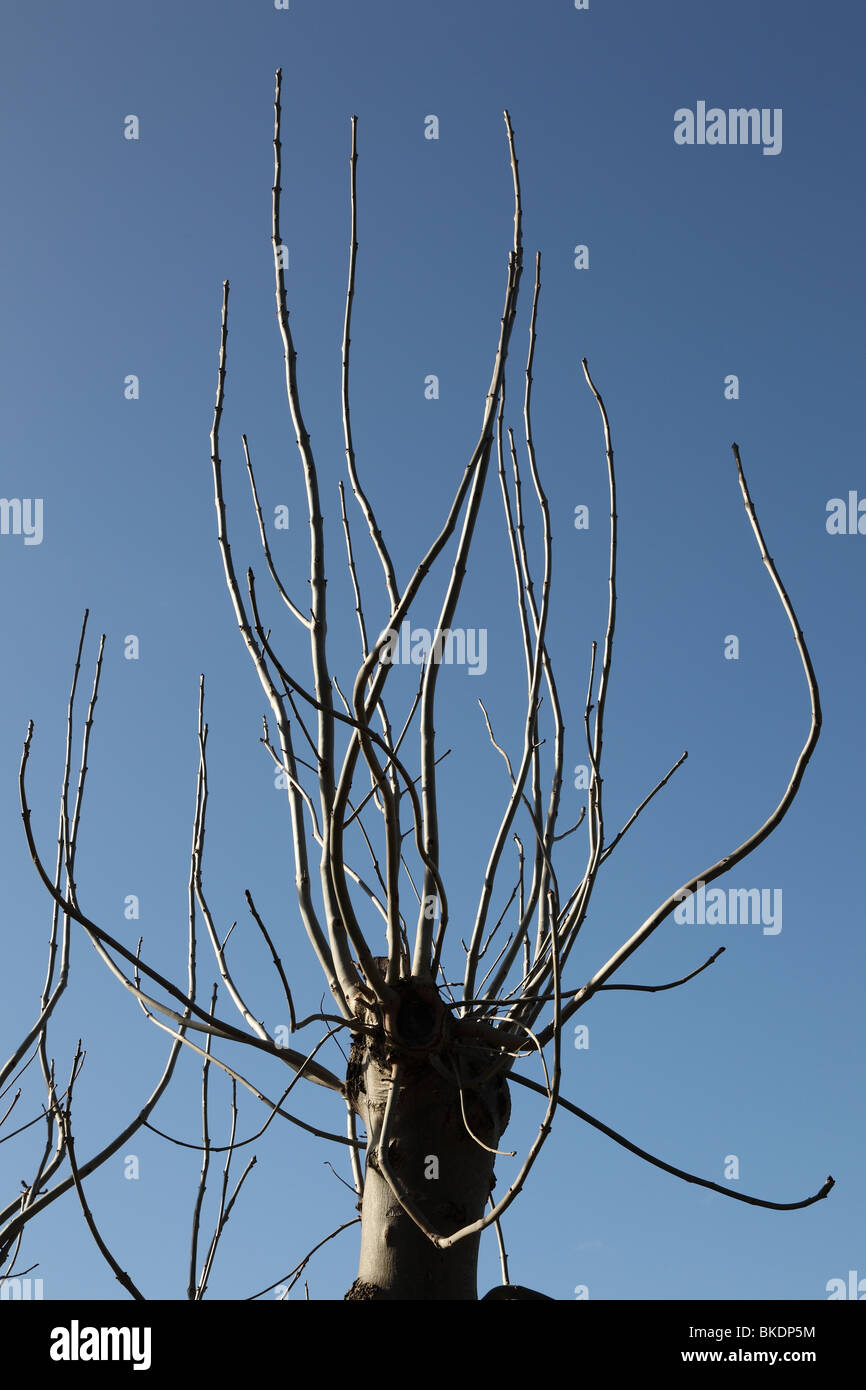 Pollard tree hi-res stock photography and images - Alamy