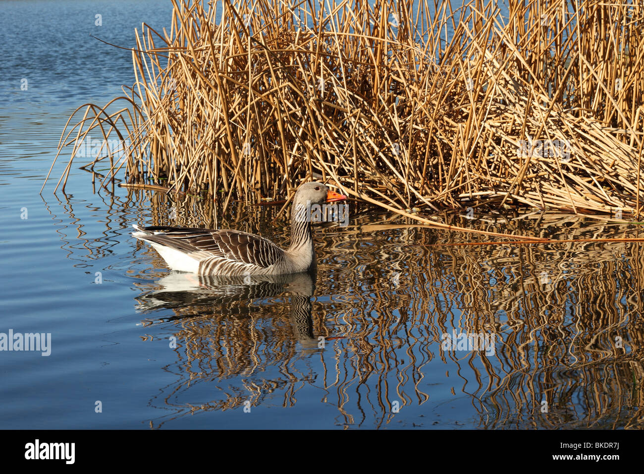 Reeds in bill beak hi-res stock photography and images - Alamy