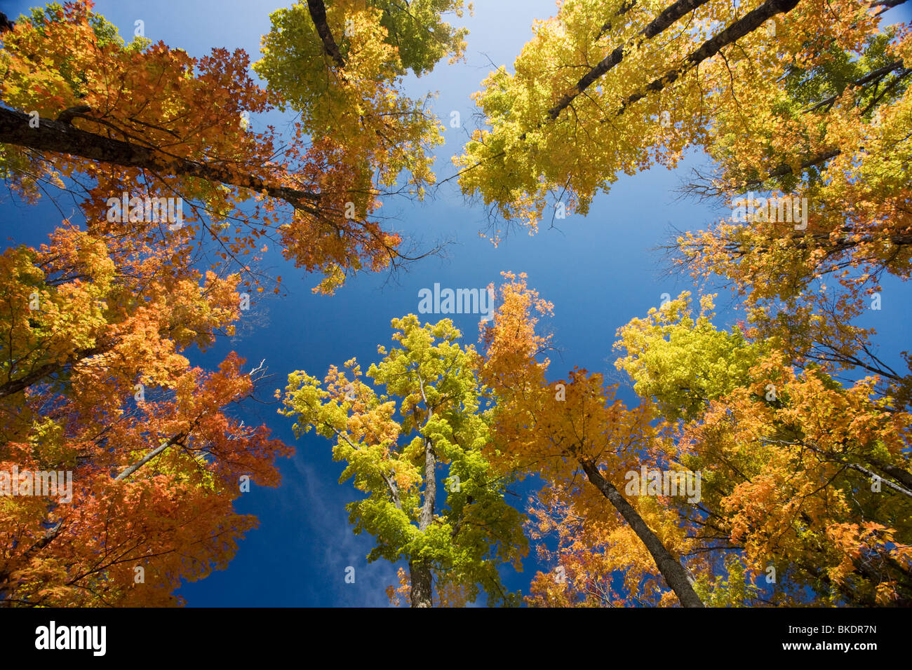 Maple Trees showing Autumn Colours Acer species Upper Peninsular ...