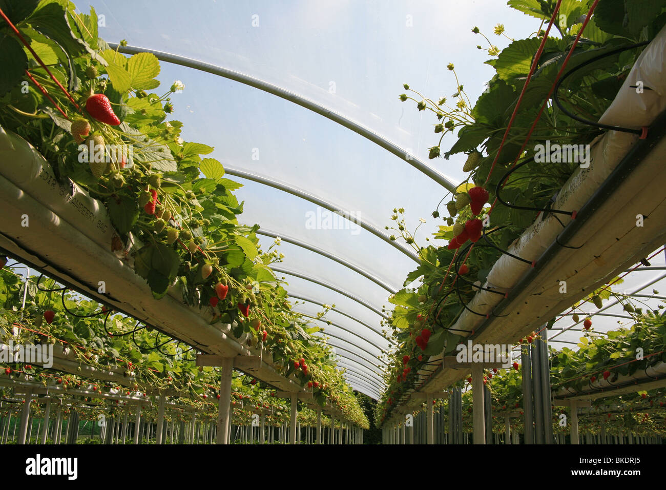 Commercial strawberry production on a farm near Bridgwater, Somerset ...