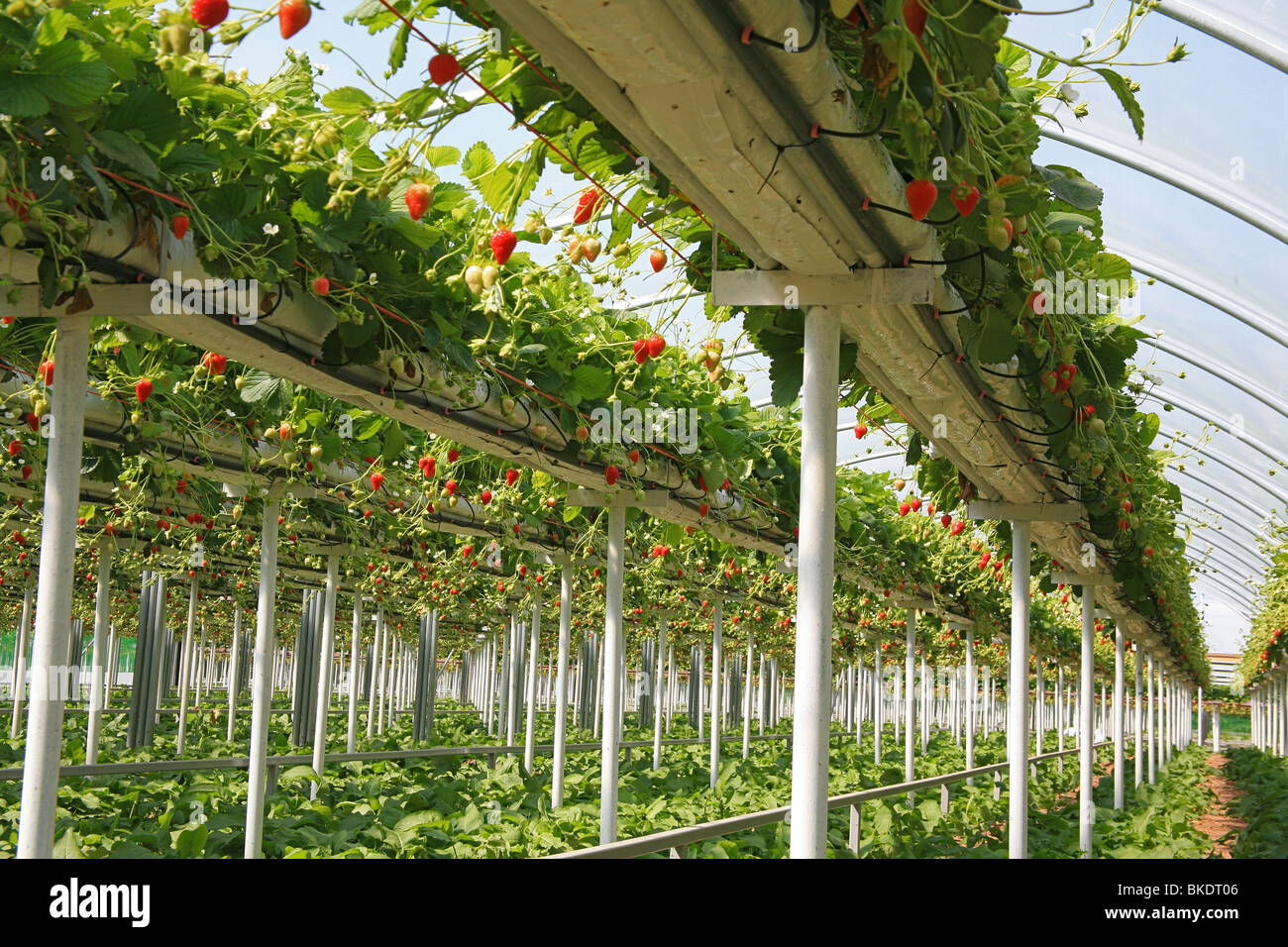 Commercial strawberry production on a farm near Bridgwater, Somerset ...