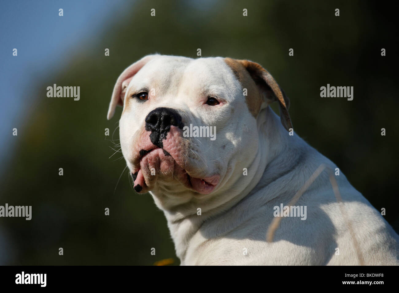American Bulldog Rüde / male American Bulldog Stock Photo - Alamy