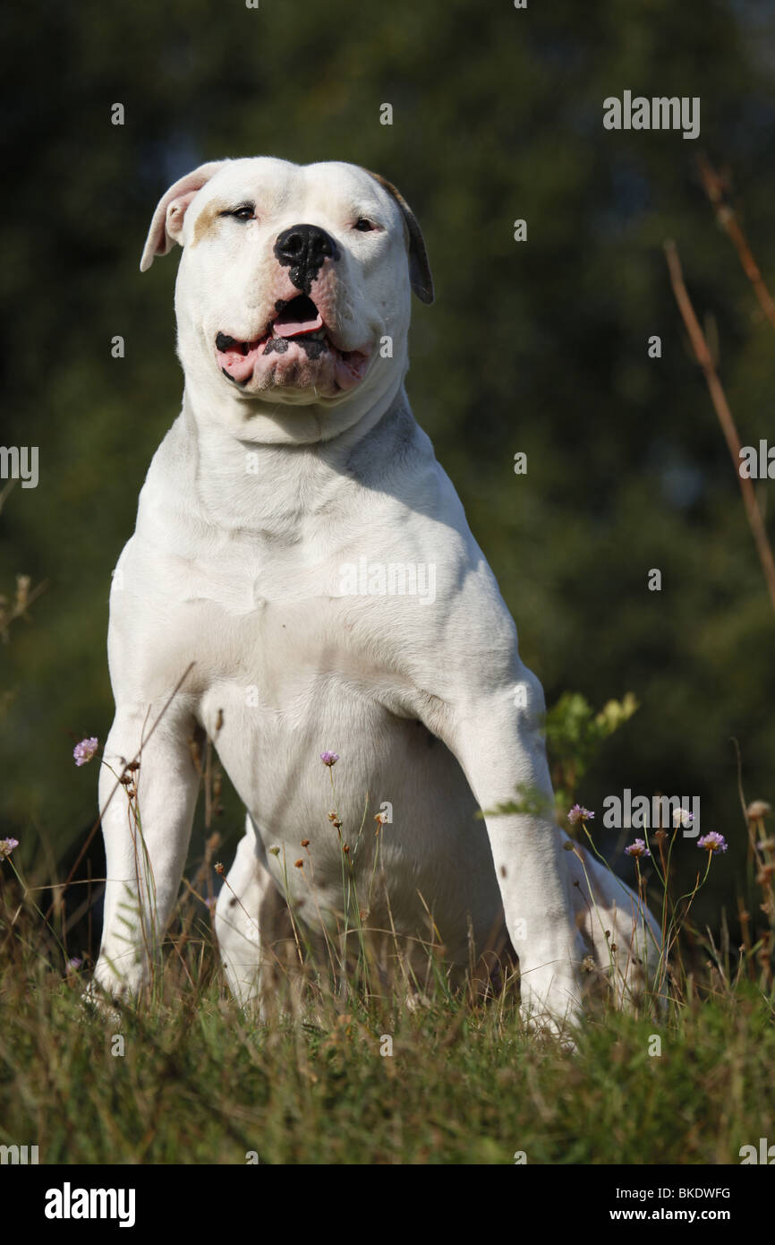 Full Grown American Bulldogs