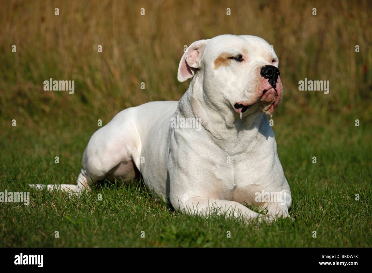 American Bulldog Rüde / male American Bulldog Stock Photo - Alamy