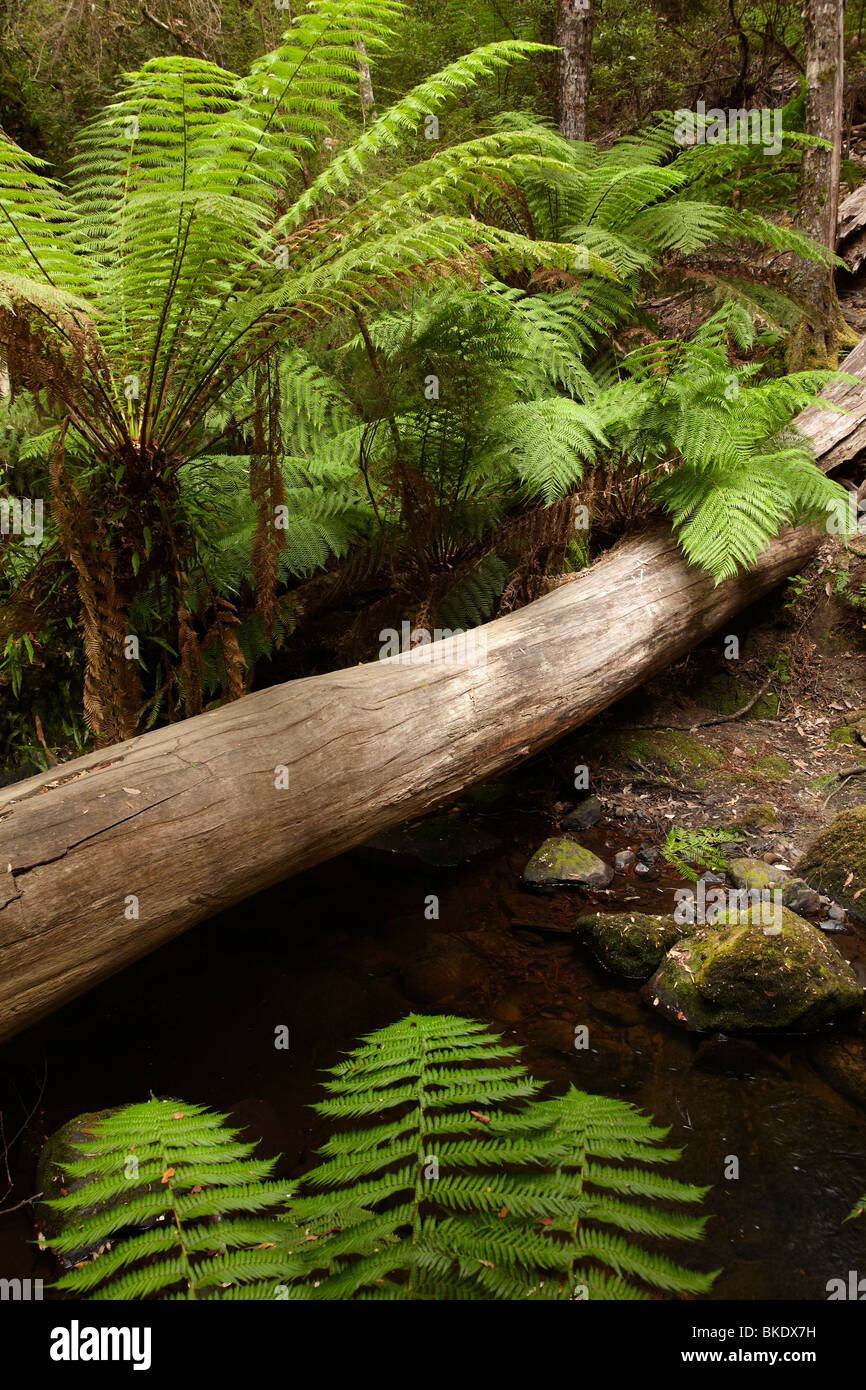 Fallen Tree Trunk Across Stream near Russell Falls, Mount Field ...