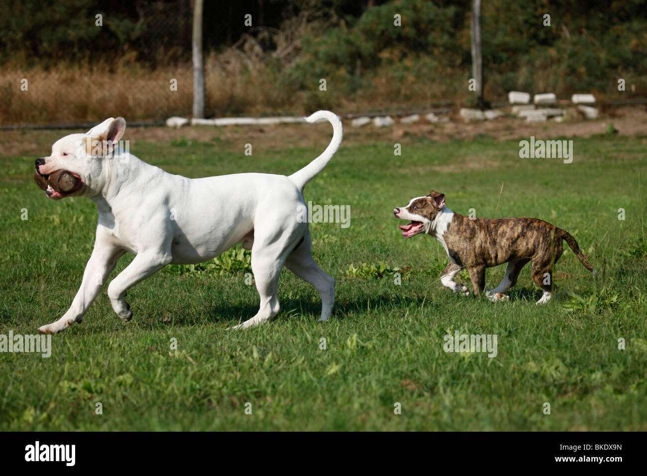 Plays with bull dog dogs hi-res stock photography and images - Alamy