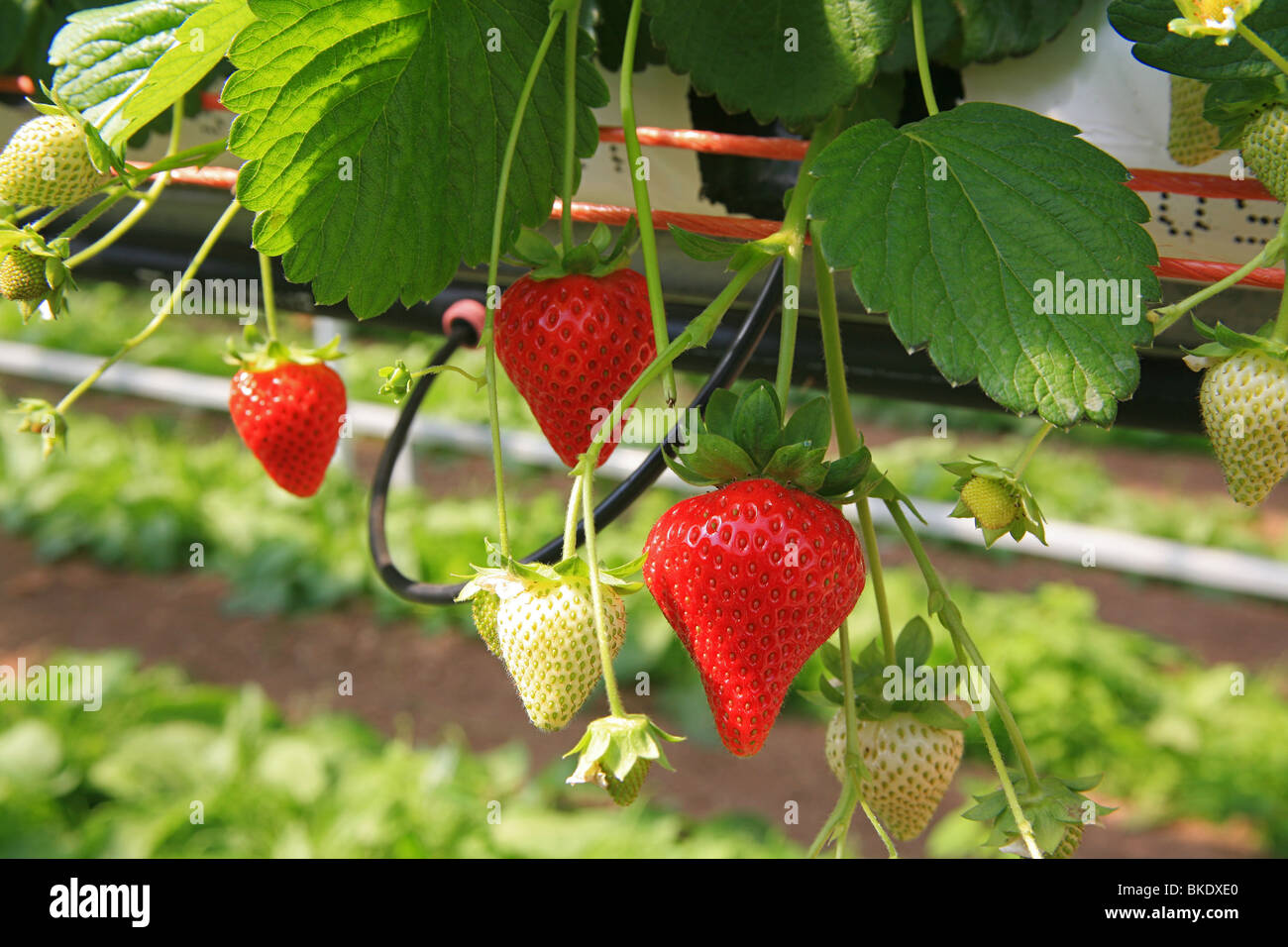 Commercial strawberry production on a farm near Bridgwater, Somerset ...