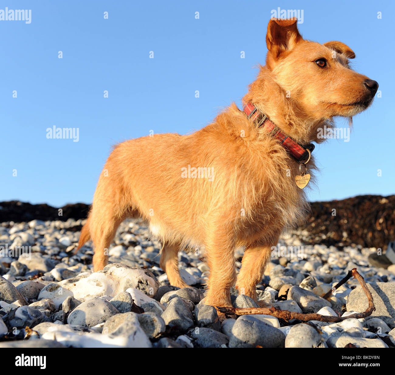 Ginger terrier hi-res stock photography and images - Alamy