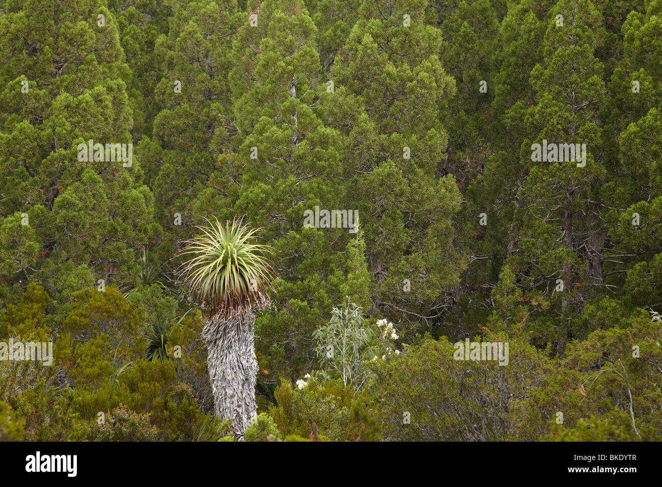 Tasmanian pandani plant hi-res stock photography and images - Alamy