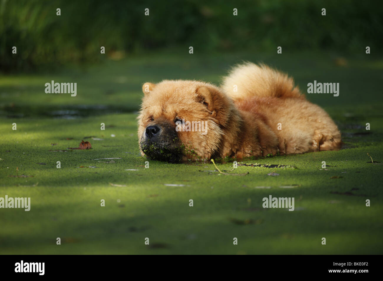Chow chow bath hi-res stock photography and images - Alamy
