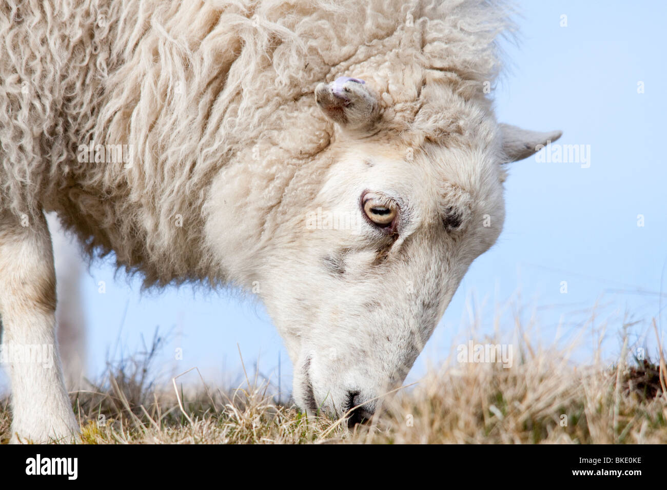 Welsh sheep hi-res stock photography and images - Alamy