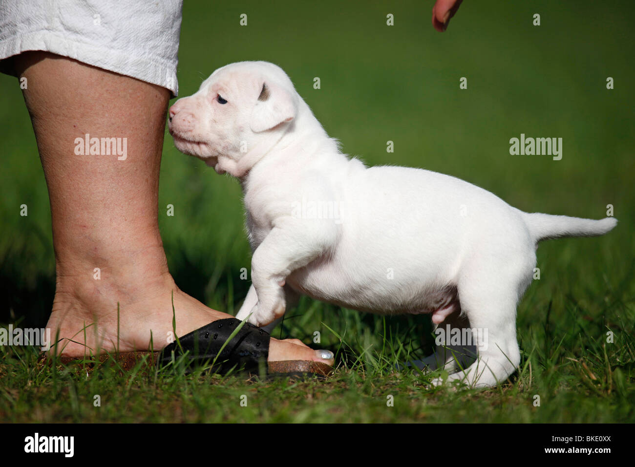 White bulldog foot hi-res stock photography and images - Alamy