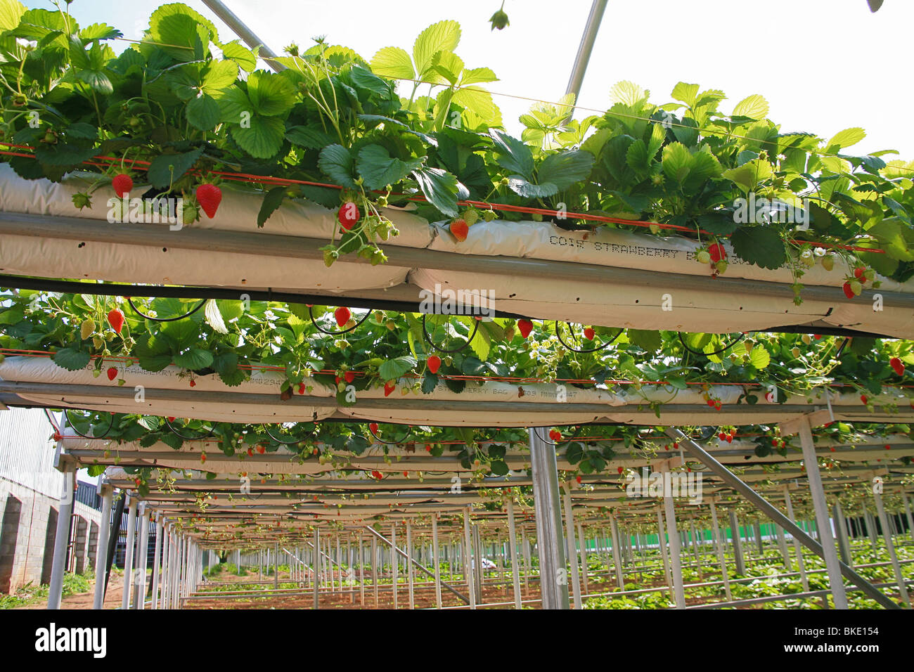 Elsanta strawberry hi-res stock photography and images - Alamy