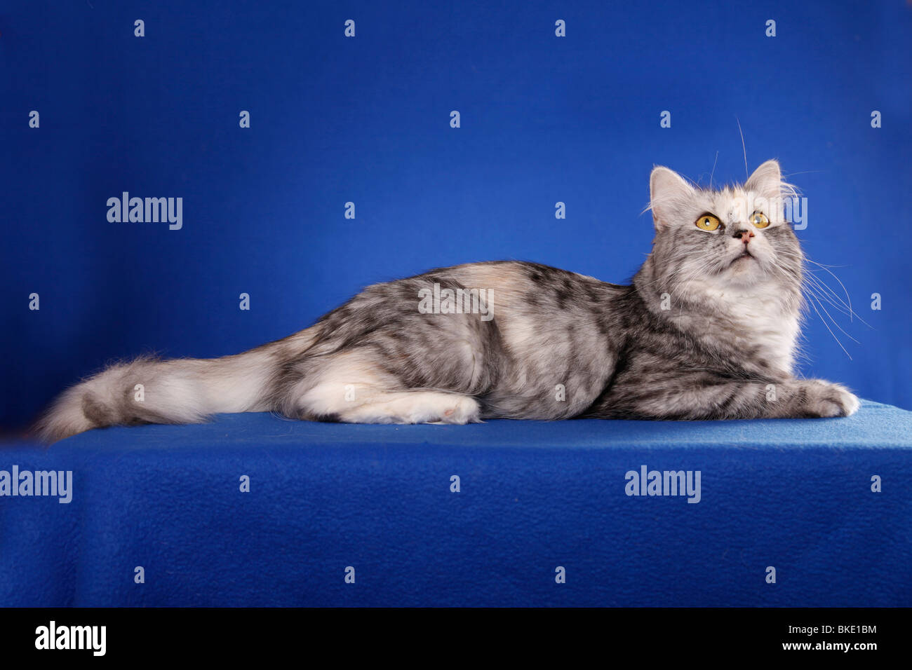 liegende Sibirische Katze / lying Siberian Cat Stock Photo - Alamy
