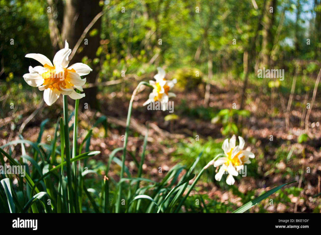 English woodland daffodils hi-res stock photography and images - Alamy
