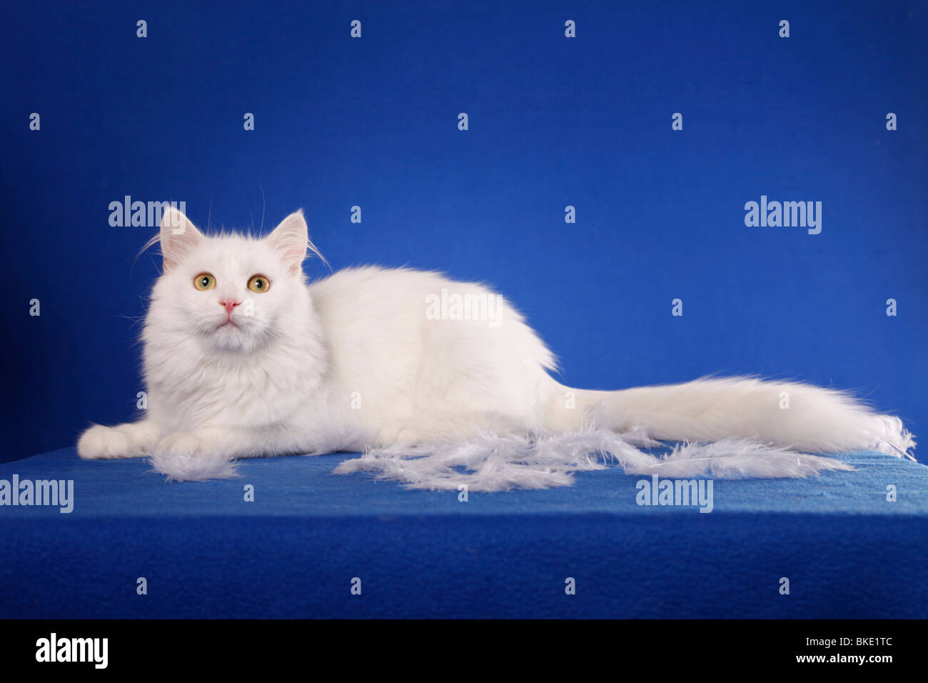 liegende Sibirische Katze / lying Siberian Cat Stock Photo - Alamy