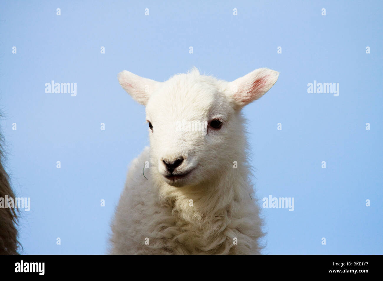 Wales spring lamb hi-res stock photography and images - Alamy
