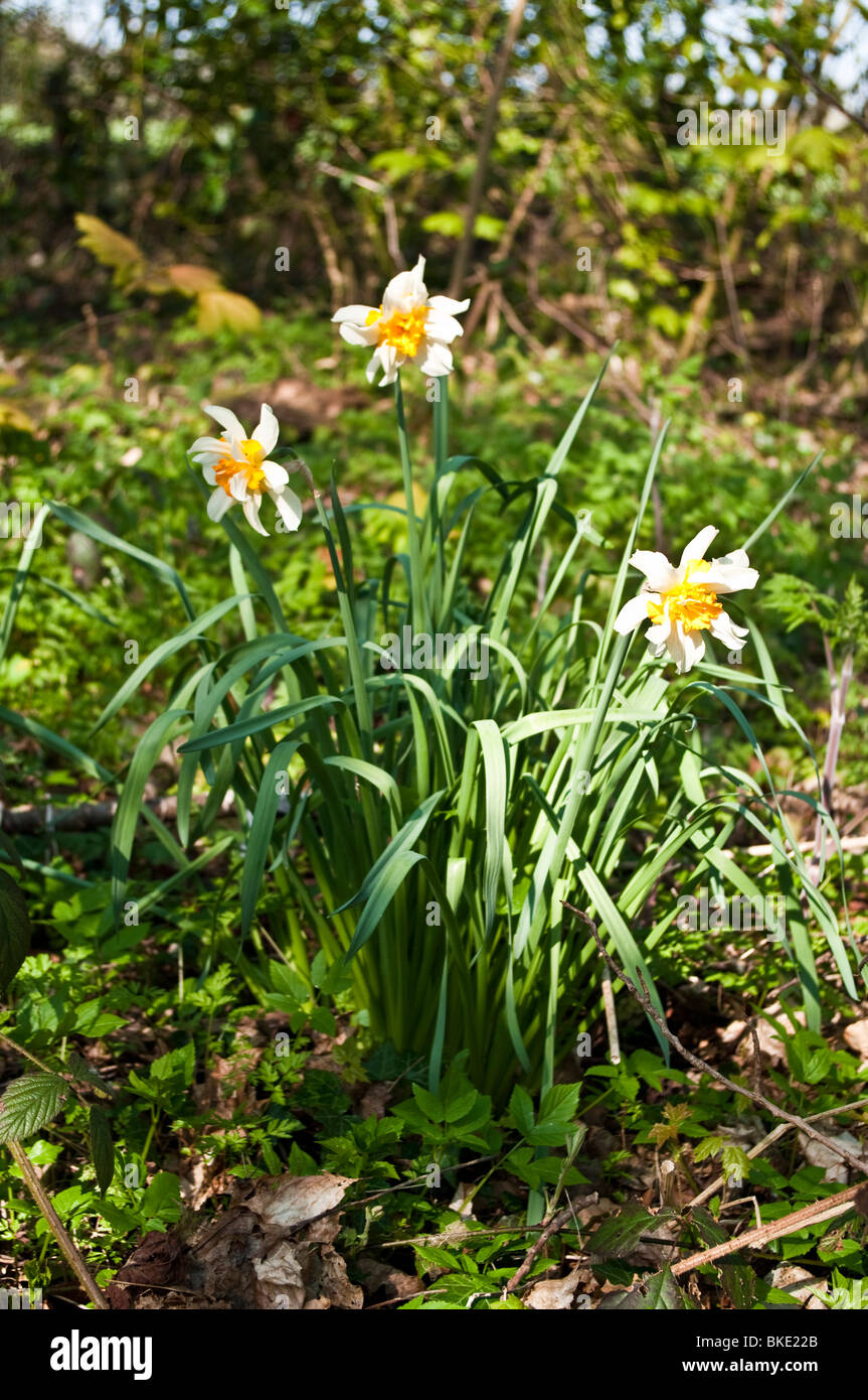 Daffodils in English woodland Stock Photo - Alamy