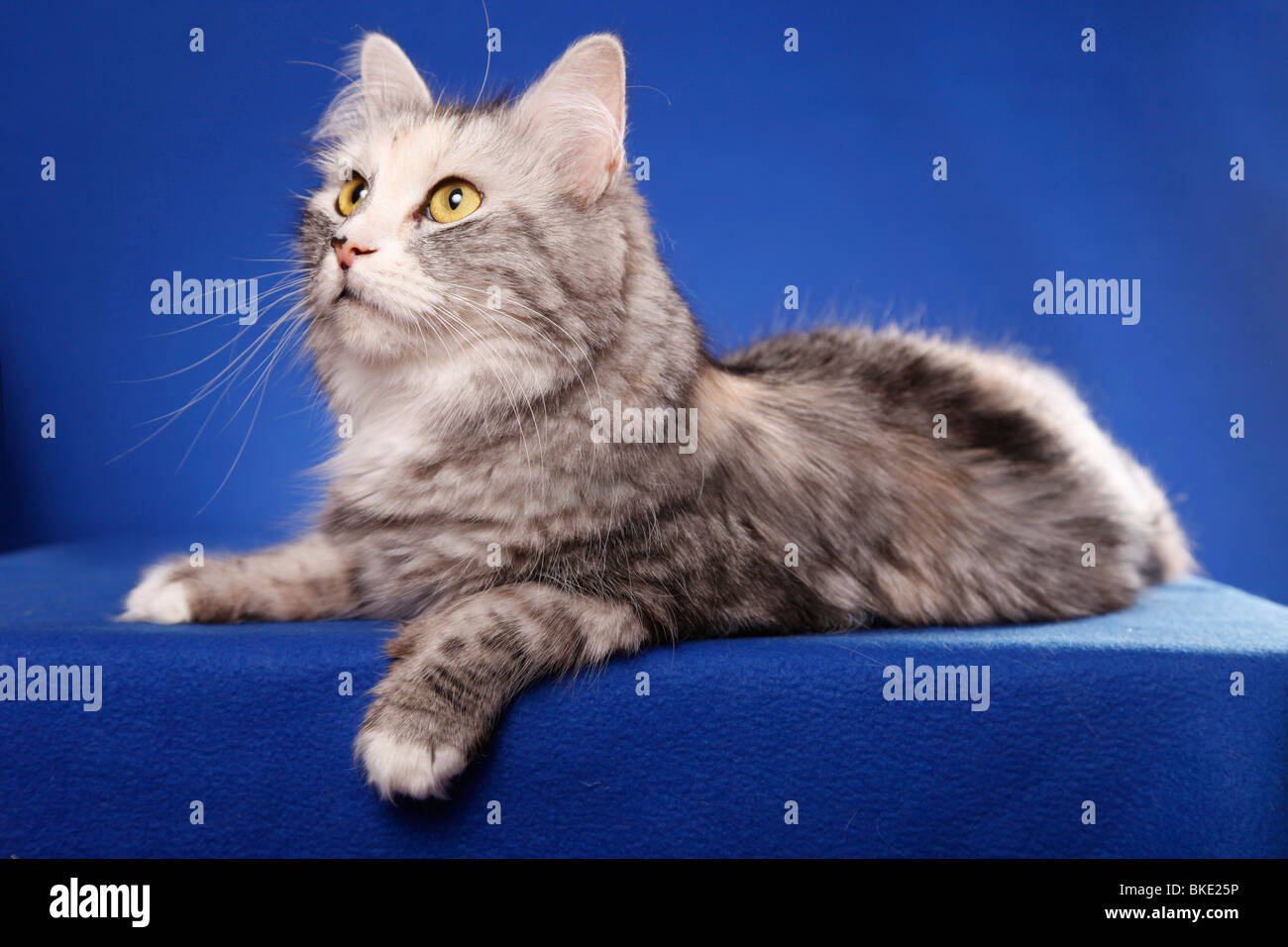 liegende Sibirische Katze / lying Siberian Cat Stock Photo - Alamy