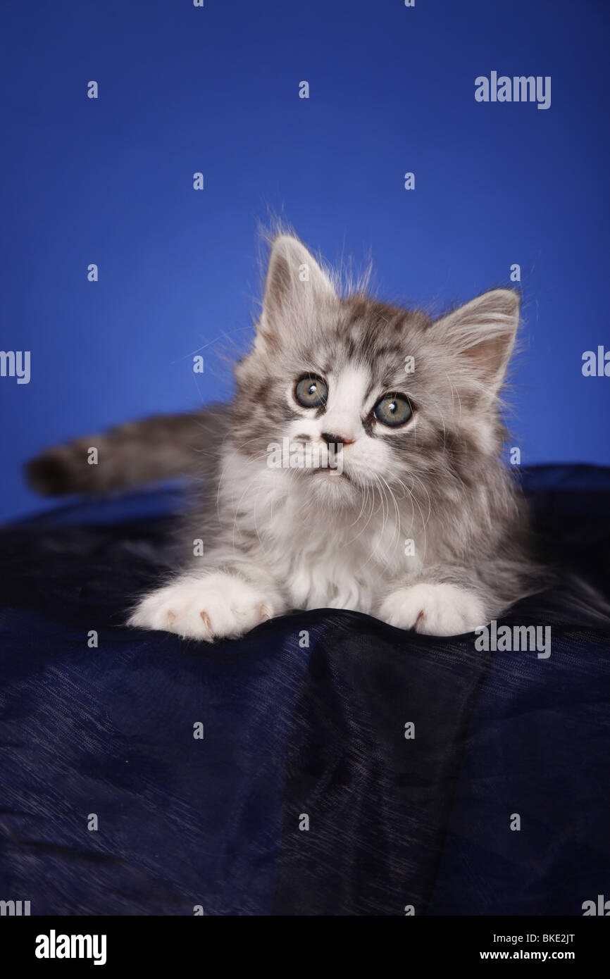 liegende Sibirische Katze / lying Siberian Cat Stock Photo - Alamy