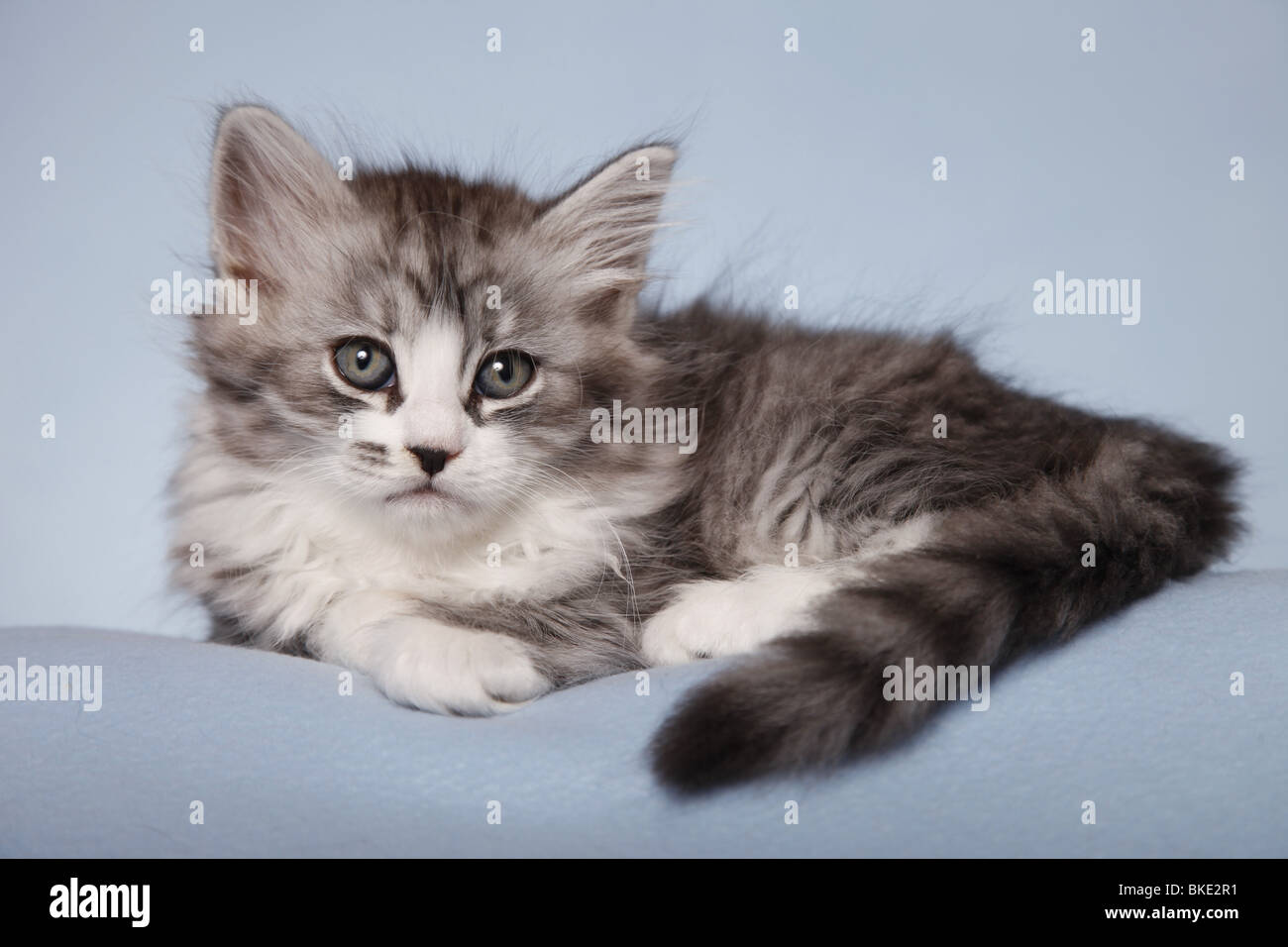 liegende Sibirische Katze / lying Siberian Cat Stock Photo - Alamy