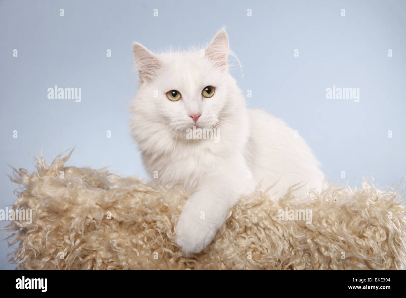 Sibirische katze siberian forest cat hi-res stock photography and ...