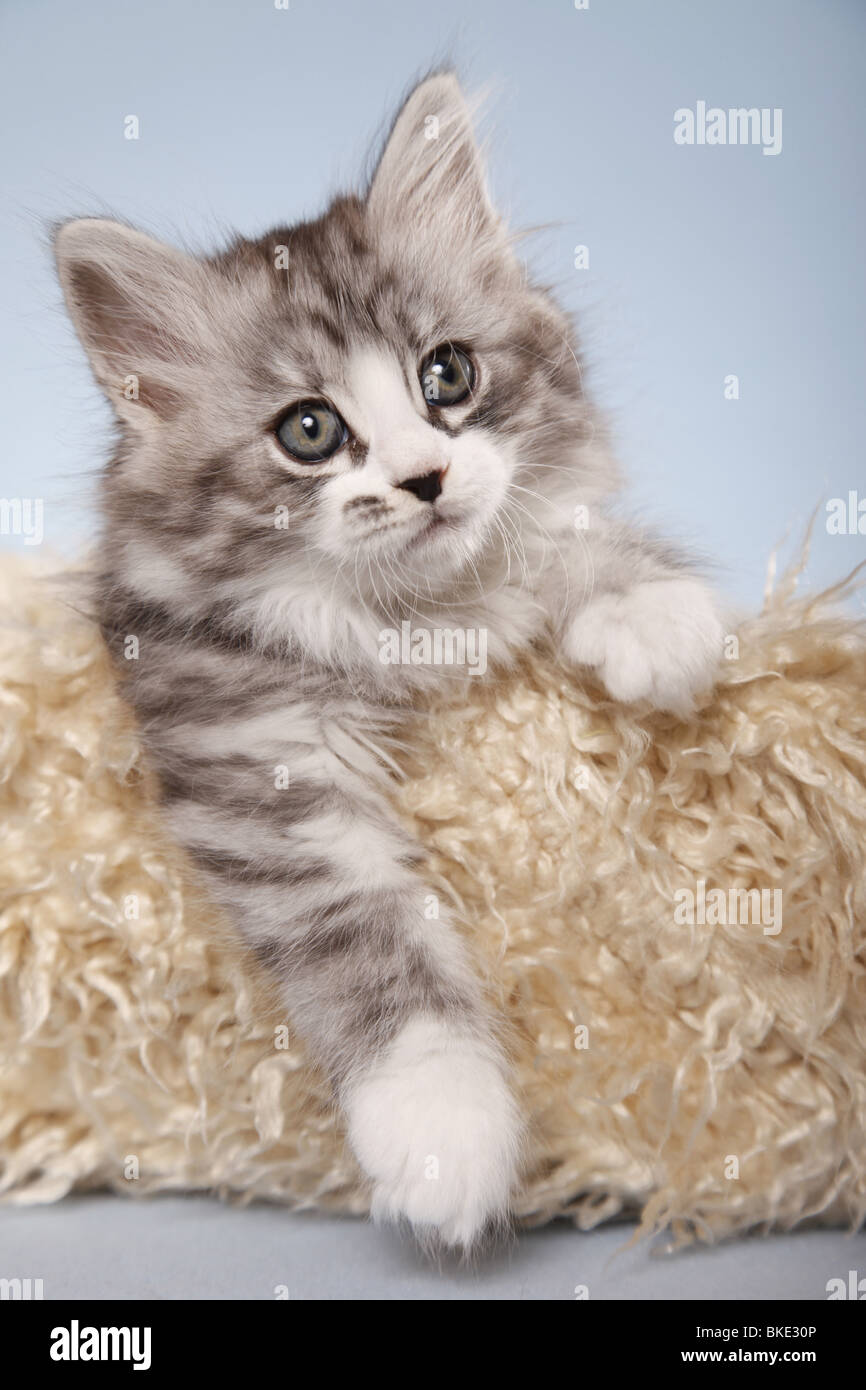 liegende Sibirische Katze / lying Siberian Cat Stock Photo - Alamy