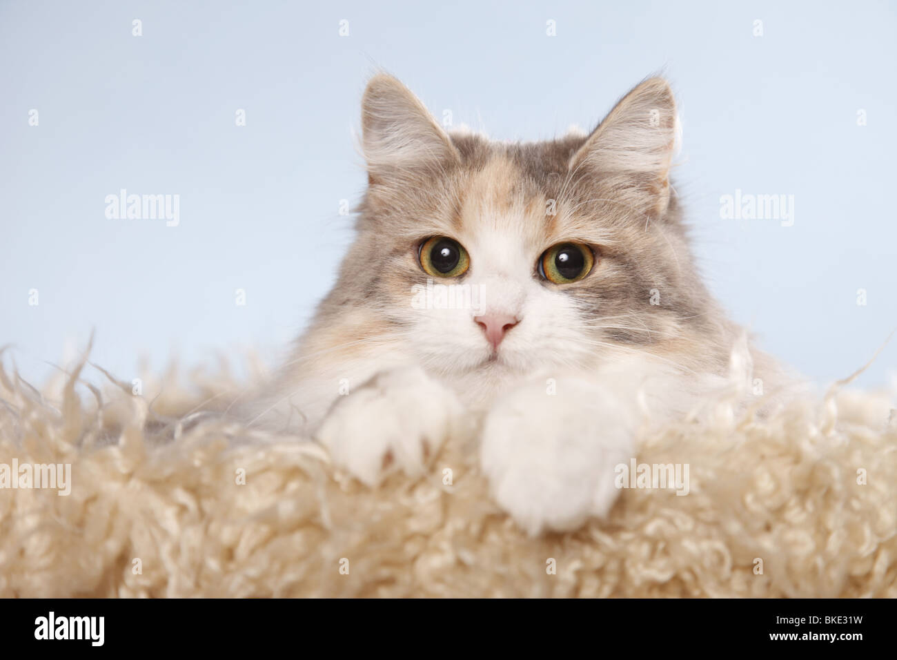 liegende Sibirische Katze / lying Siberian Cat Stock Photo - Alamy