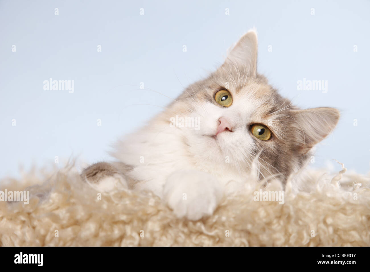 liegende Sibirische Katze / lying Siberian Cat Stock Photo - Alamy